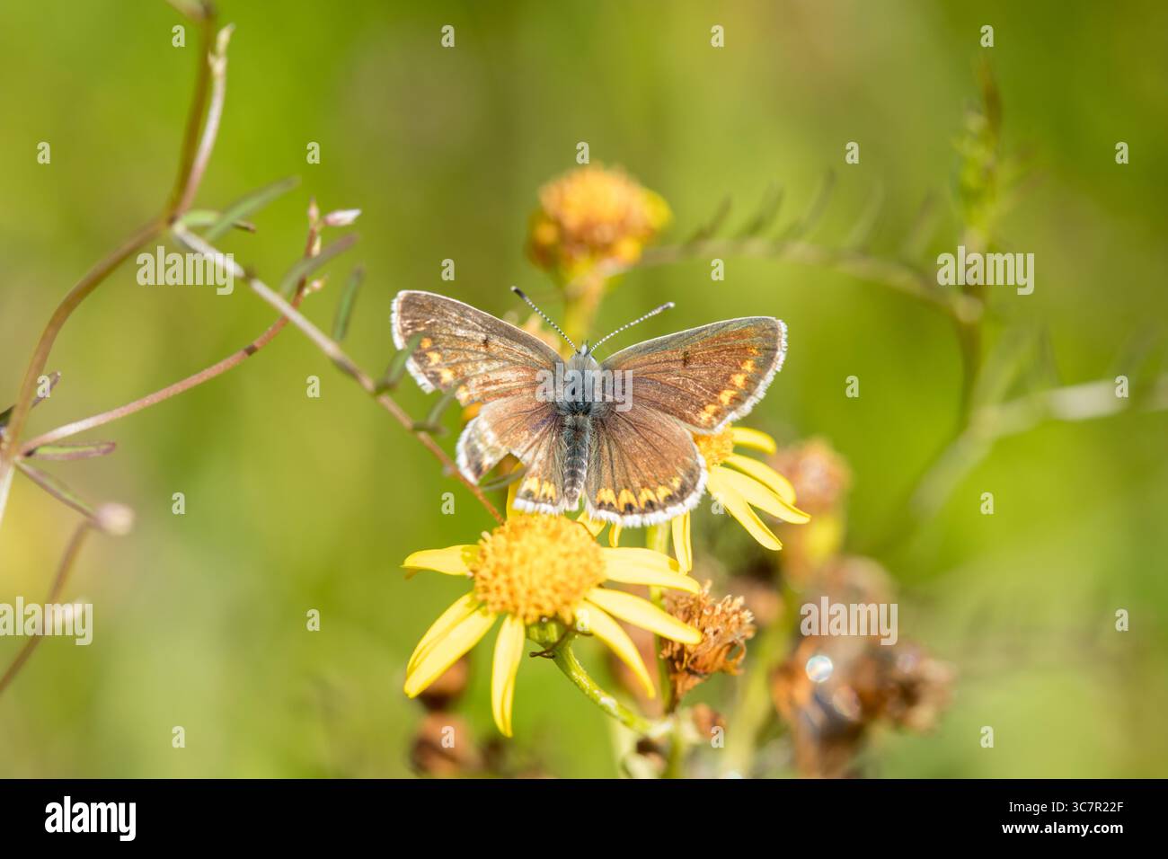 North Brown Argus, Aricia artaxerxes, from above with broken wing and ...