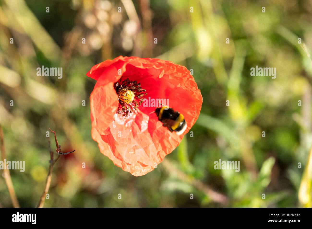 Bee flying pollinating poppy flower hi-res stock photography and images ...