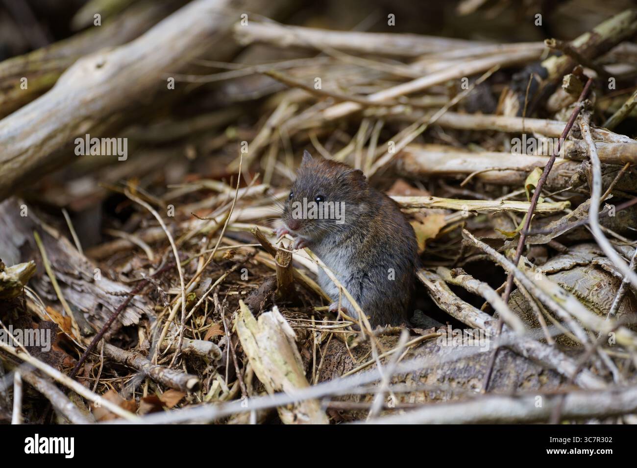 vole (microtus arvalis) close up Stock Photo - Alamy