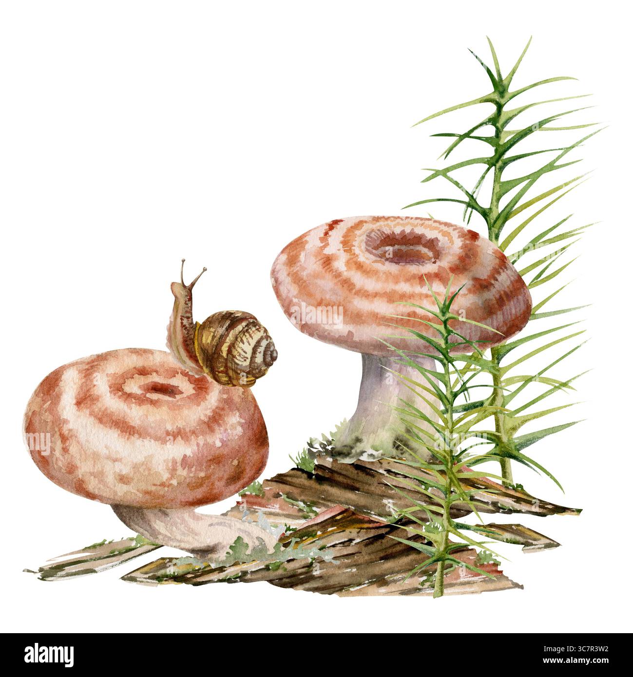 Lactarius milk-cap russula striped mushroom fungus, snail on cap ...