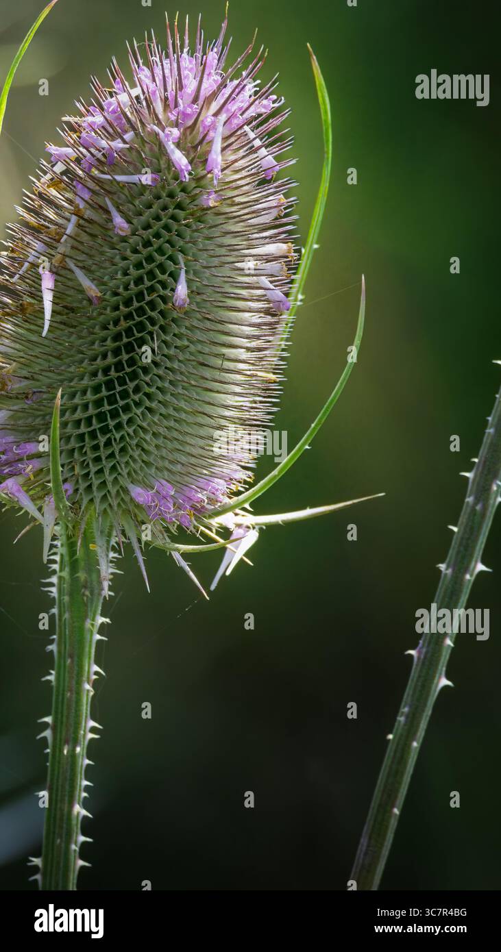 Common teasel purple flower seed heads, Hauxley Nature Reserve July ...
