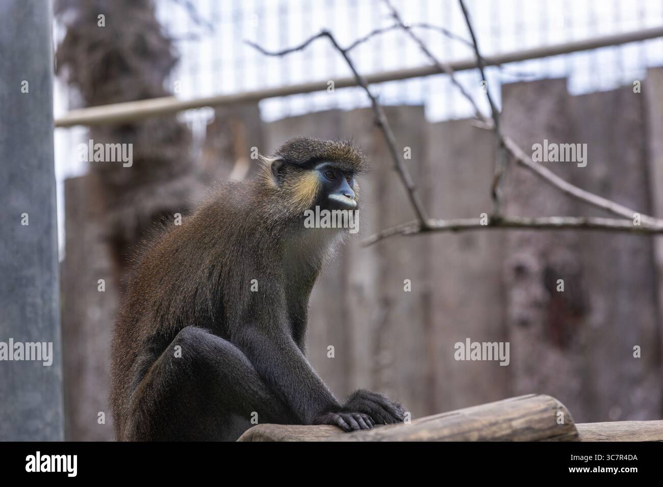 The moustached guenon or moustached monkey (Cercopithecus cephus) is a ...