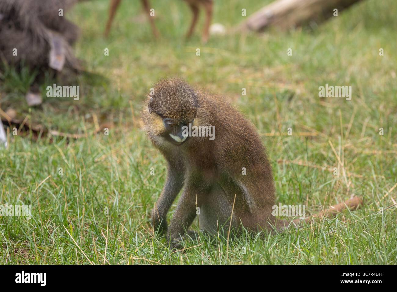 The moustached guenon or moustached monkey (Cercopithecus cephus) is a ...