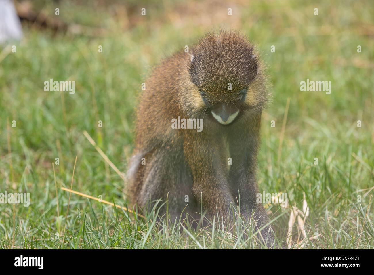 The moustached guenon or moustached monkey (Cercopithecus cephus) is a ...