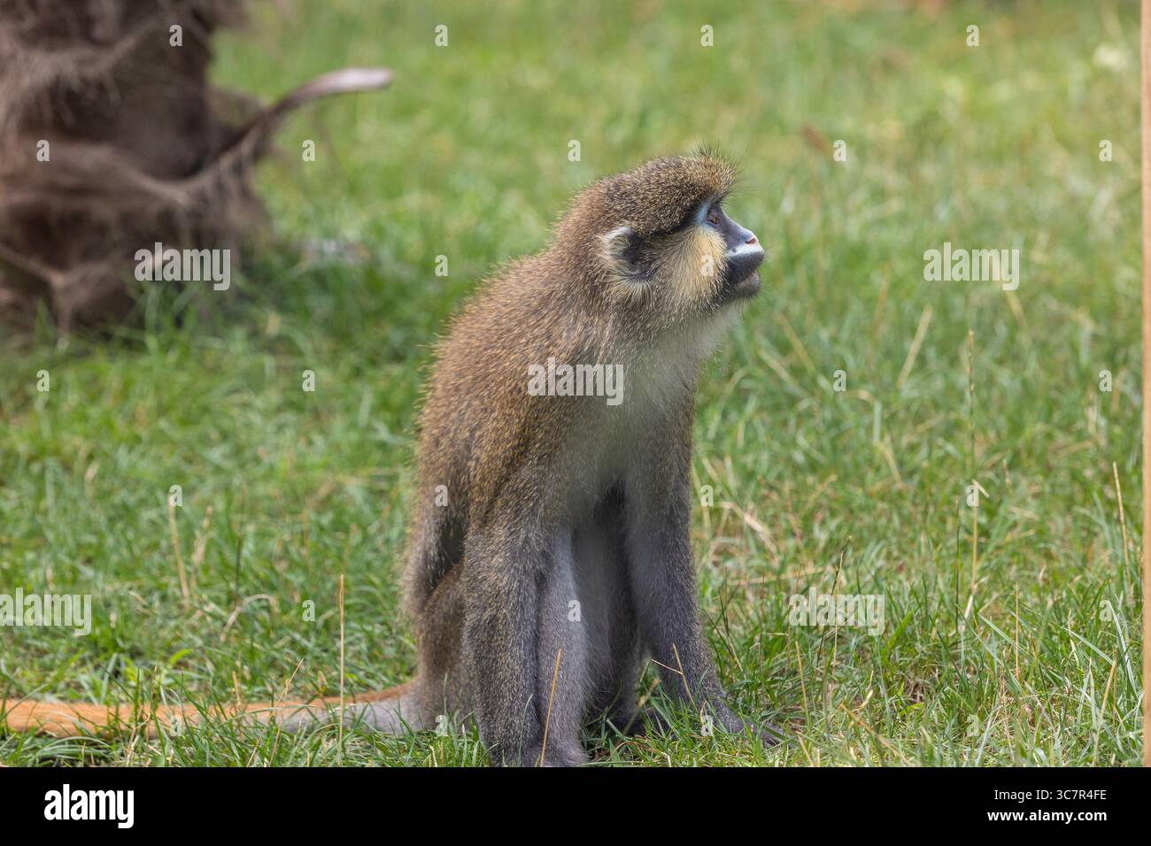 The moustached guenon or moustached monkey (Cercopithecus cephus) is a ...