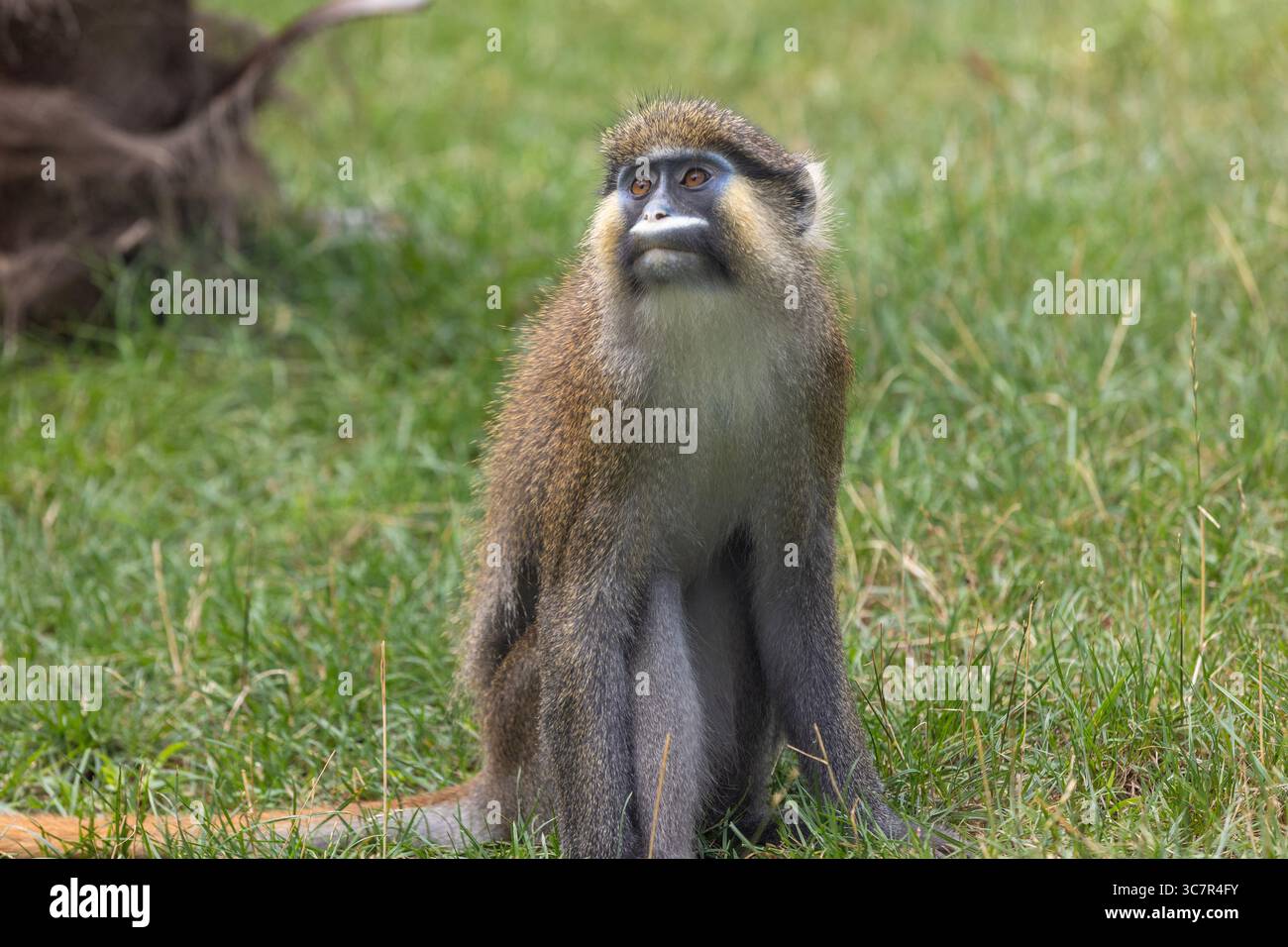 The moustached guenon or moustached monkey (Cercopithecus cephus) is a ...