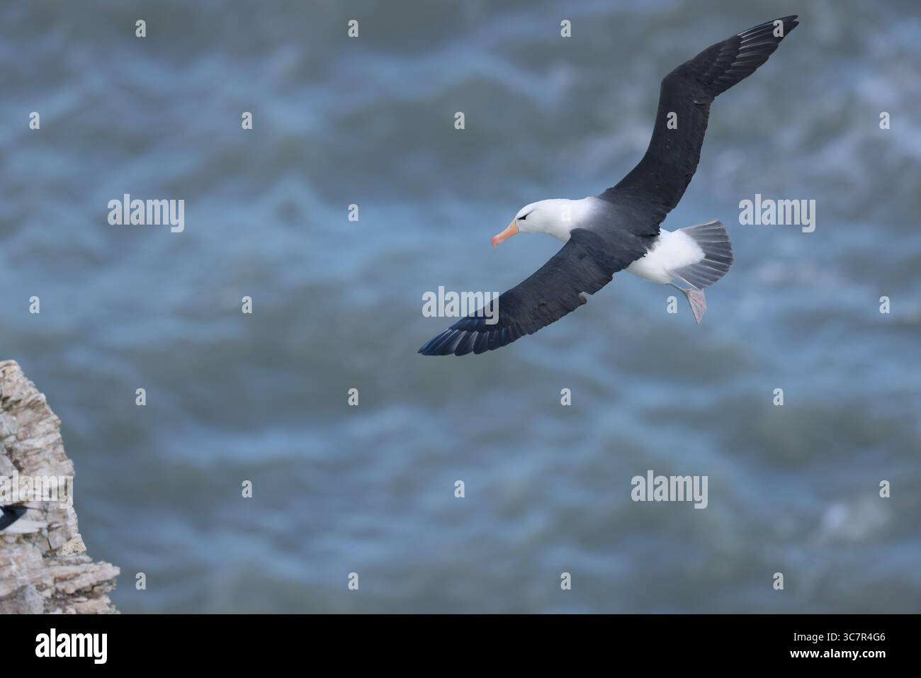 The famous returning Black-browed Albatross (Thalassarche melanophris ...