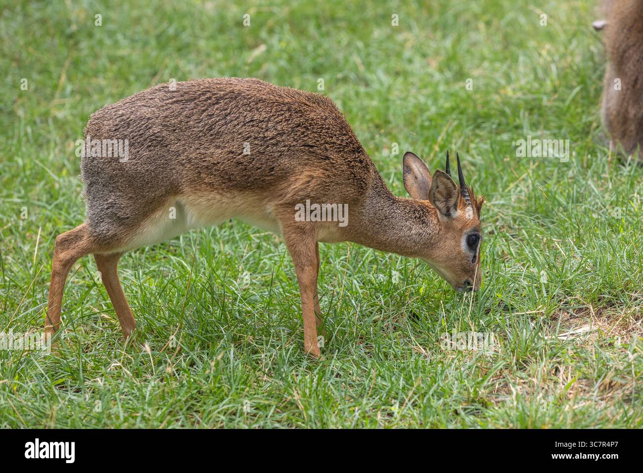 The dik-diks are four species of small antelope in the genus Madoqua ...