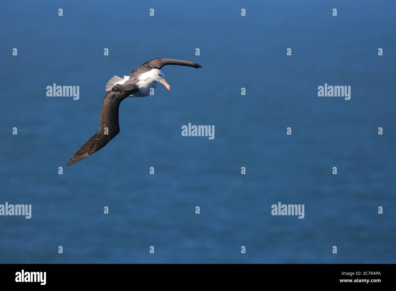 The famous returning Black-browed Albatross (Thalassarche melanophris ...