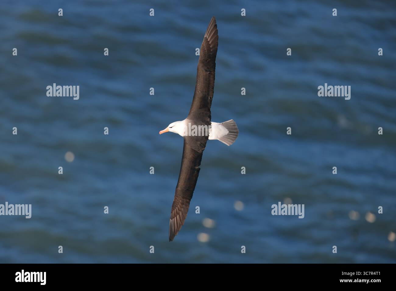The famous returning Black-browed Albatross (Thalassarche melanophris ...