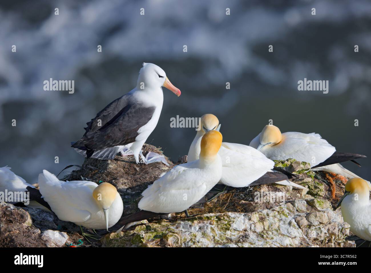 The famous returning Black-browed Albatross (Thalassarche melanophris ...