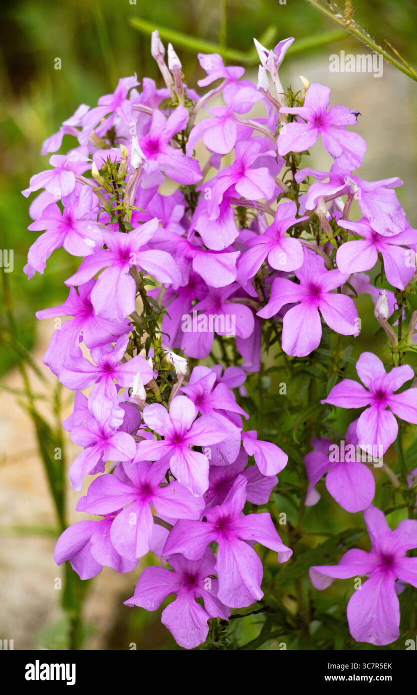 The Pink Ink Plant puts on a colourful display when in flower. The ...