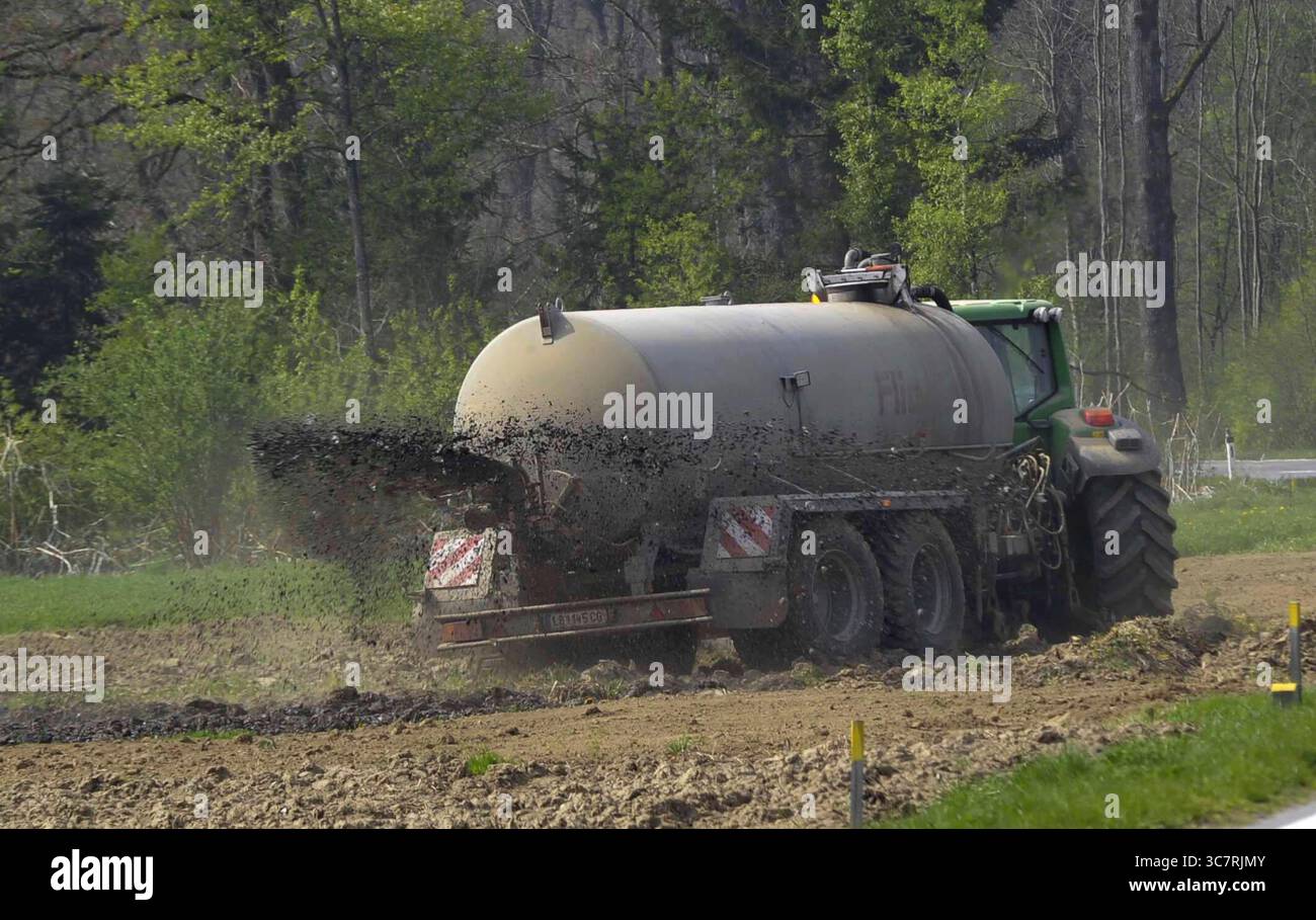 stable manure from animals as fertilizer in farming and livestock ...