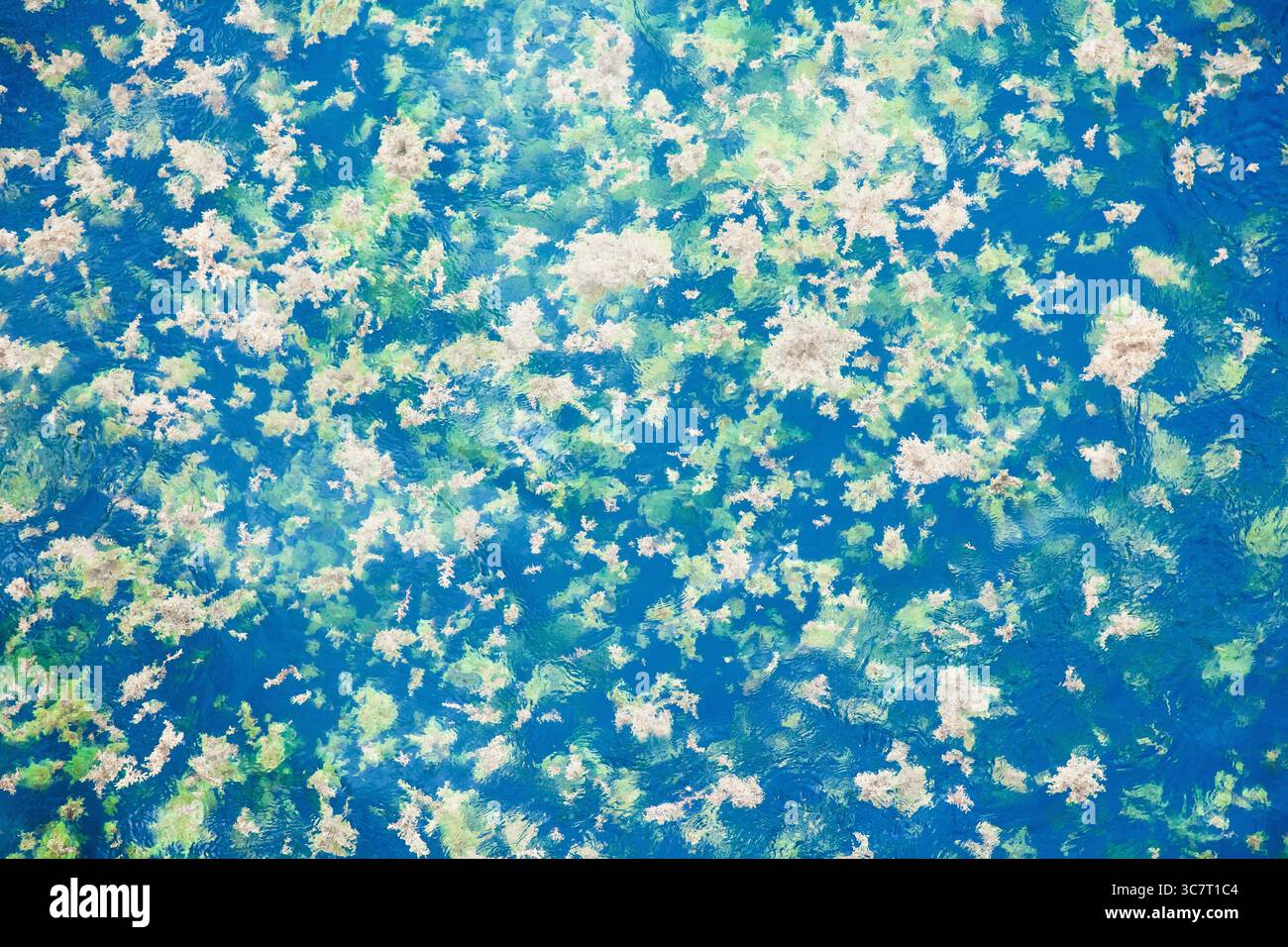 Seaweed floating sea hi-res stock photography and images - Alamy