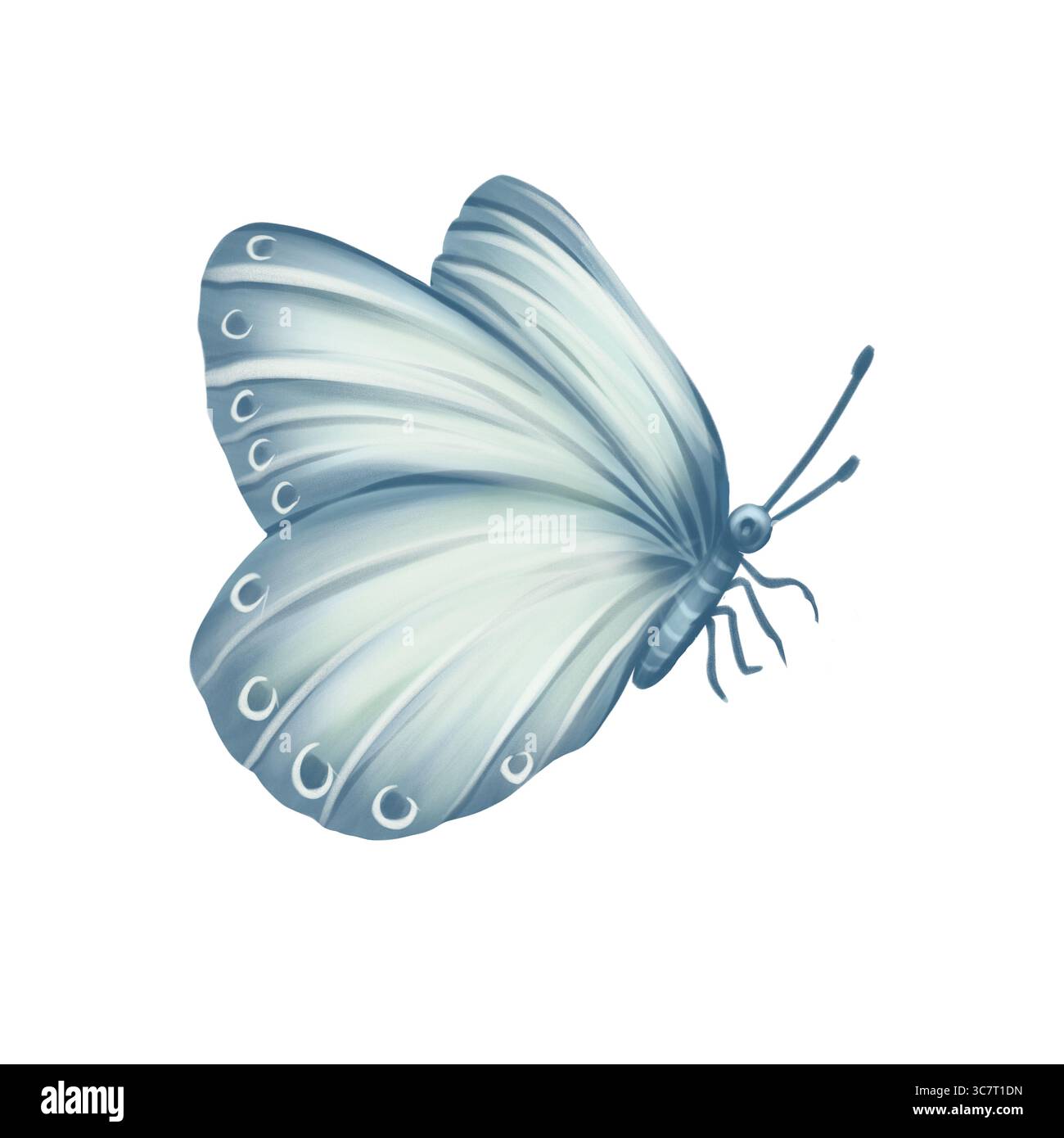 Delicate floral designs in Cut Out Stock Images & Pictures - Alamy