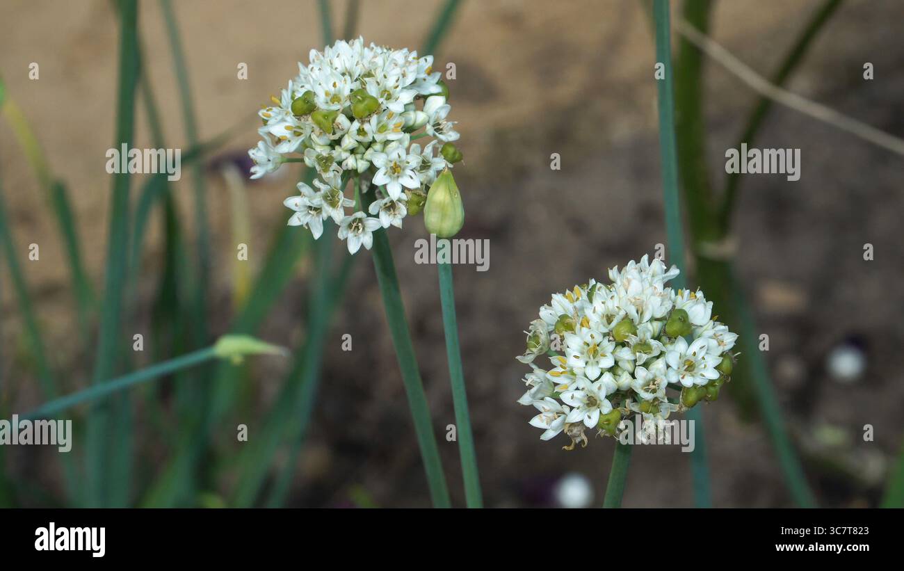 White flowering heads allium tuberosum hi-res stock photography and ...