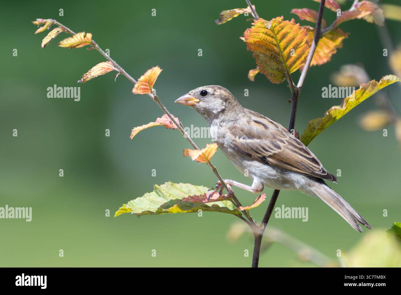 Detailed portraits of House Sparrows (Passer domesticus), including a ...