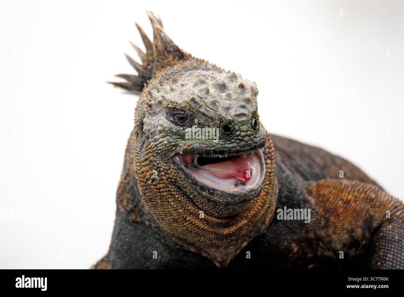Close-up of a Marine Iguana (Amblyrhynchus cristatus albemarlensis ...