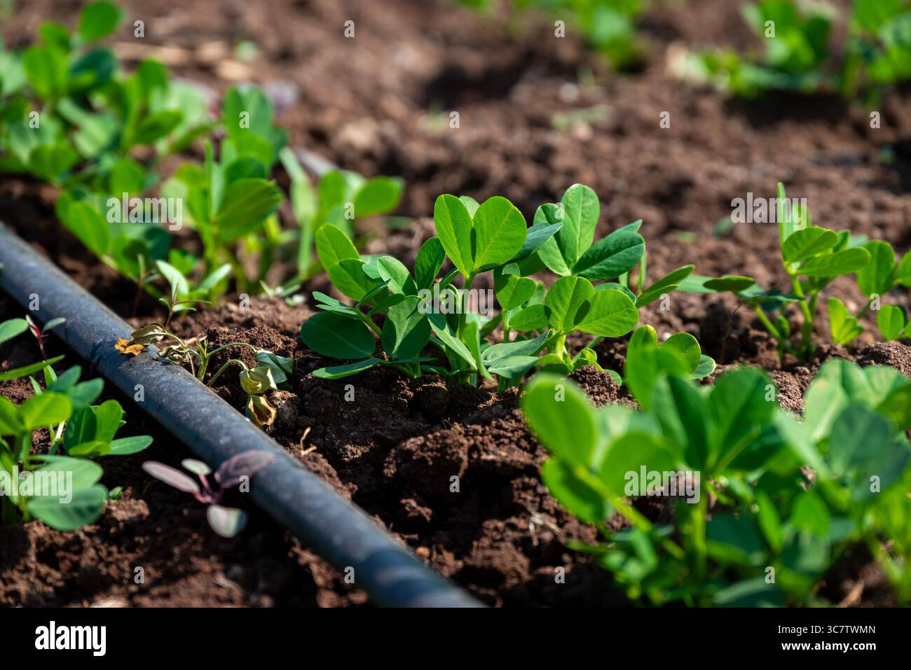 Peanut Plant Sprout Growing In Farm Field Peanut Groundnut Plant