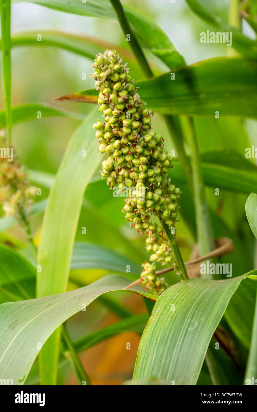 Close-up of young sorghum plants that are bearing fruit, agriculture ...