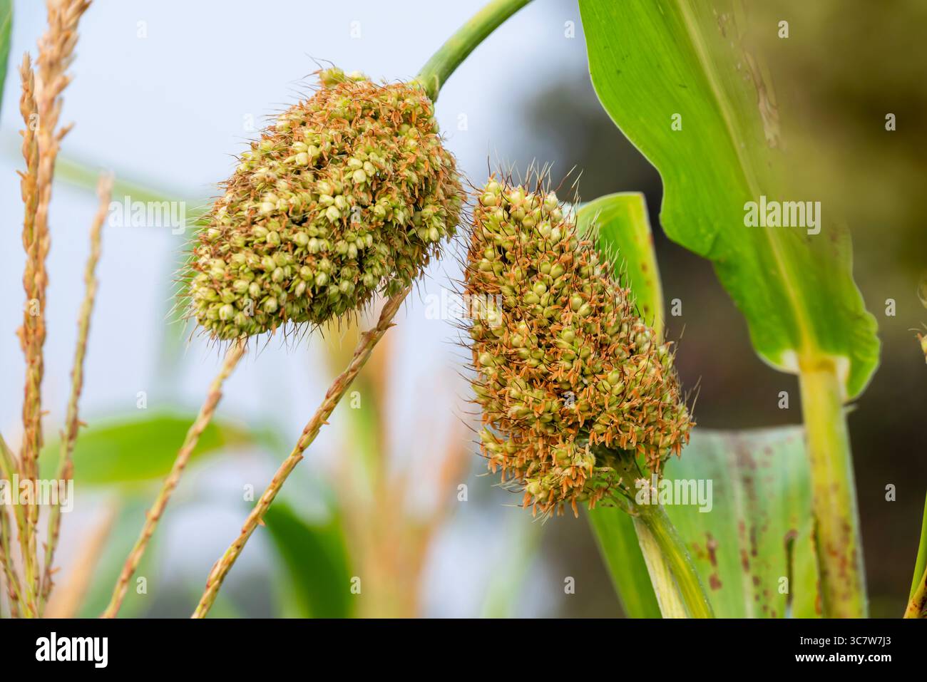 Close-up of young sorghum plants that are bearing fruit, agriculture ...