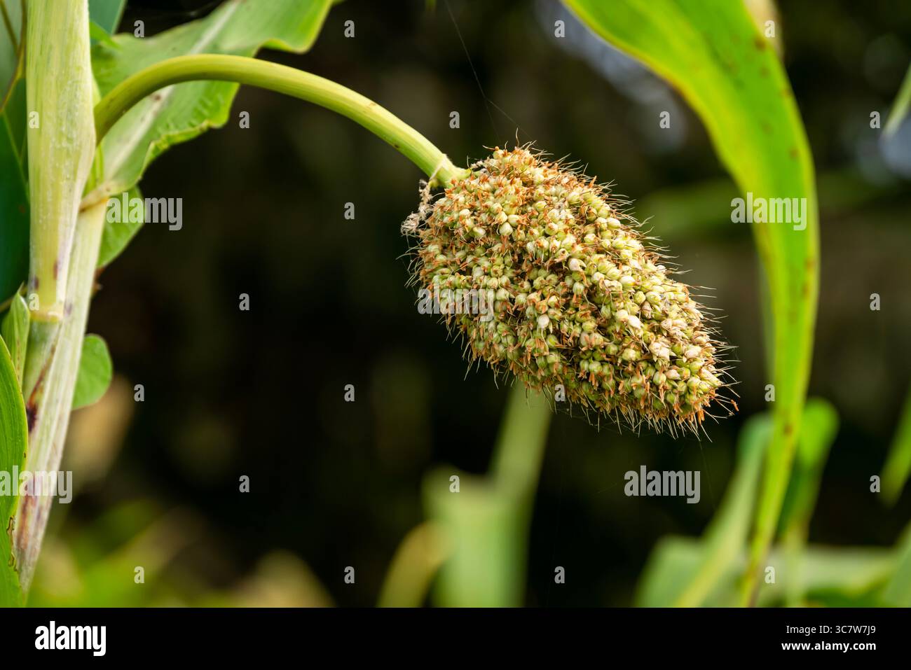Close-up of young sorghum plants that are bearing fruit, agriculture ...