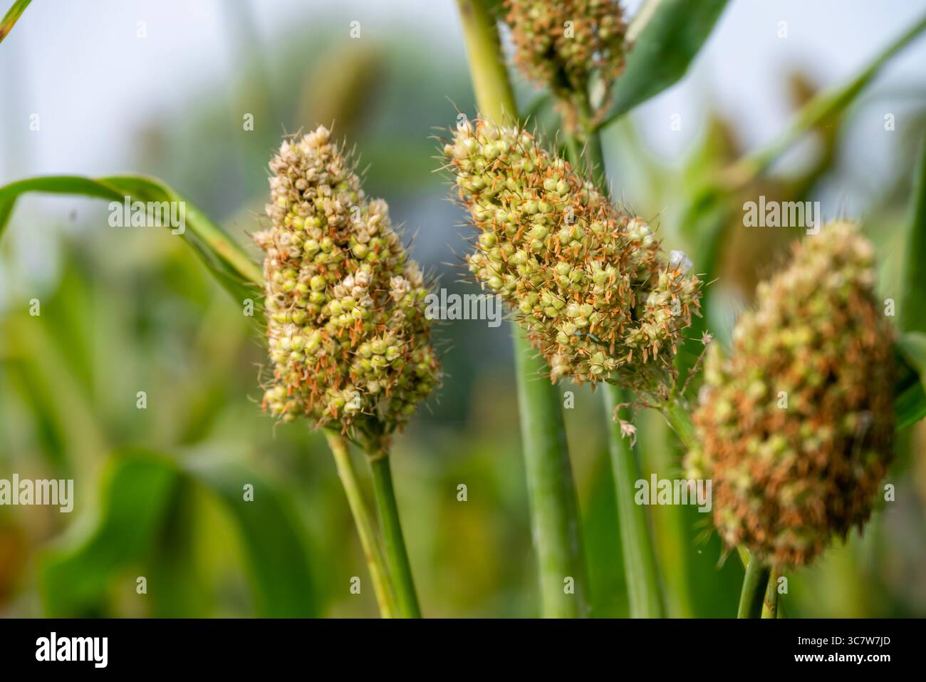 Close-up of young sorghum plants that are bearing fruit, agriculture ...