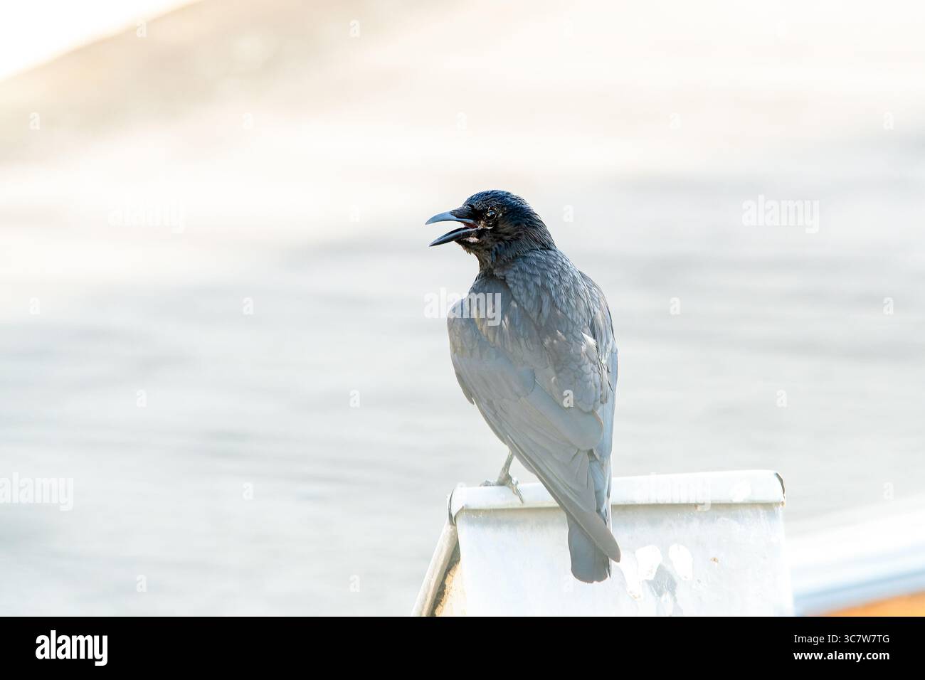 Crow calling closeup open beak hi-res stock photography and images - Alamy
