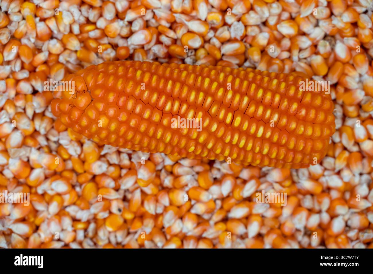 macro image of dry corn seeds. close up image of maize seeds Stock ...
