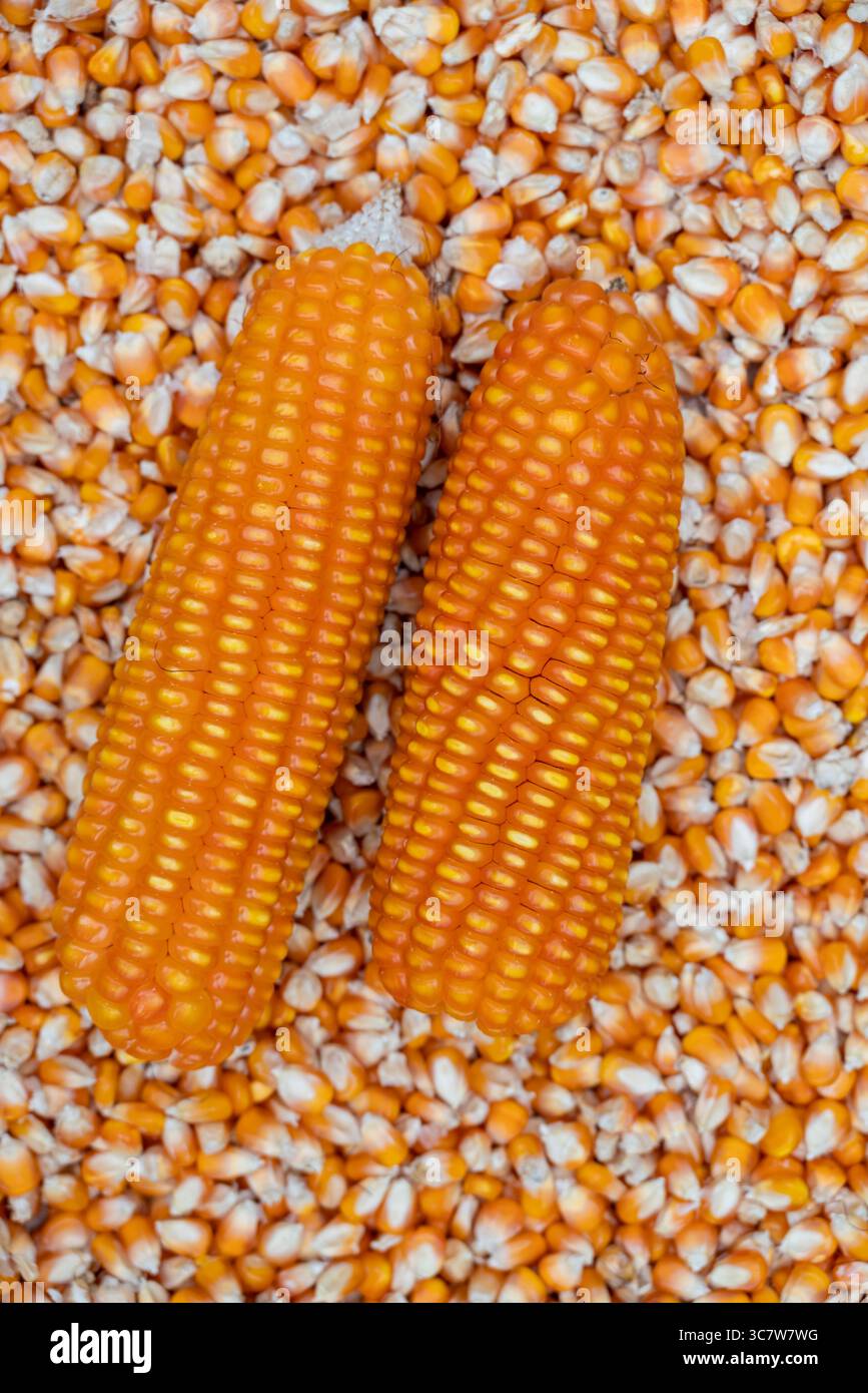 macro image of dry corn seeds. close up image of maize seeds Stock ...
