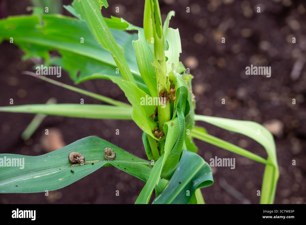 In the maize field, the armyworm attack the maize leaves, causing ...