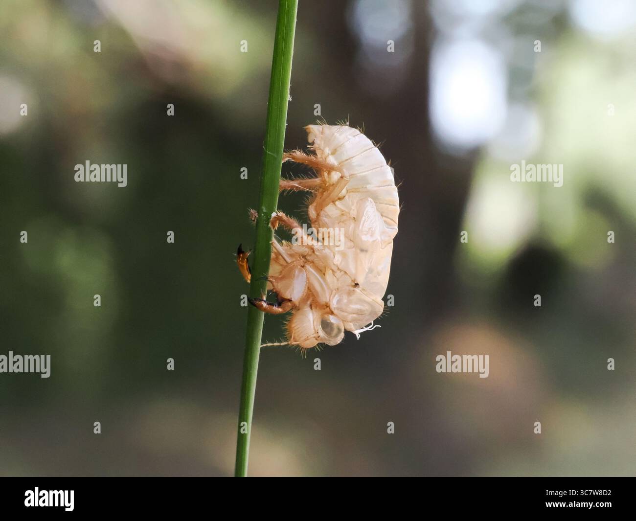 Close-up images of the molted exoskeletons (exuviae) of the ...