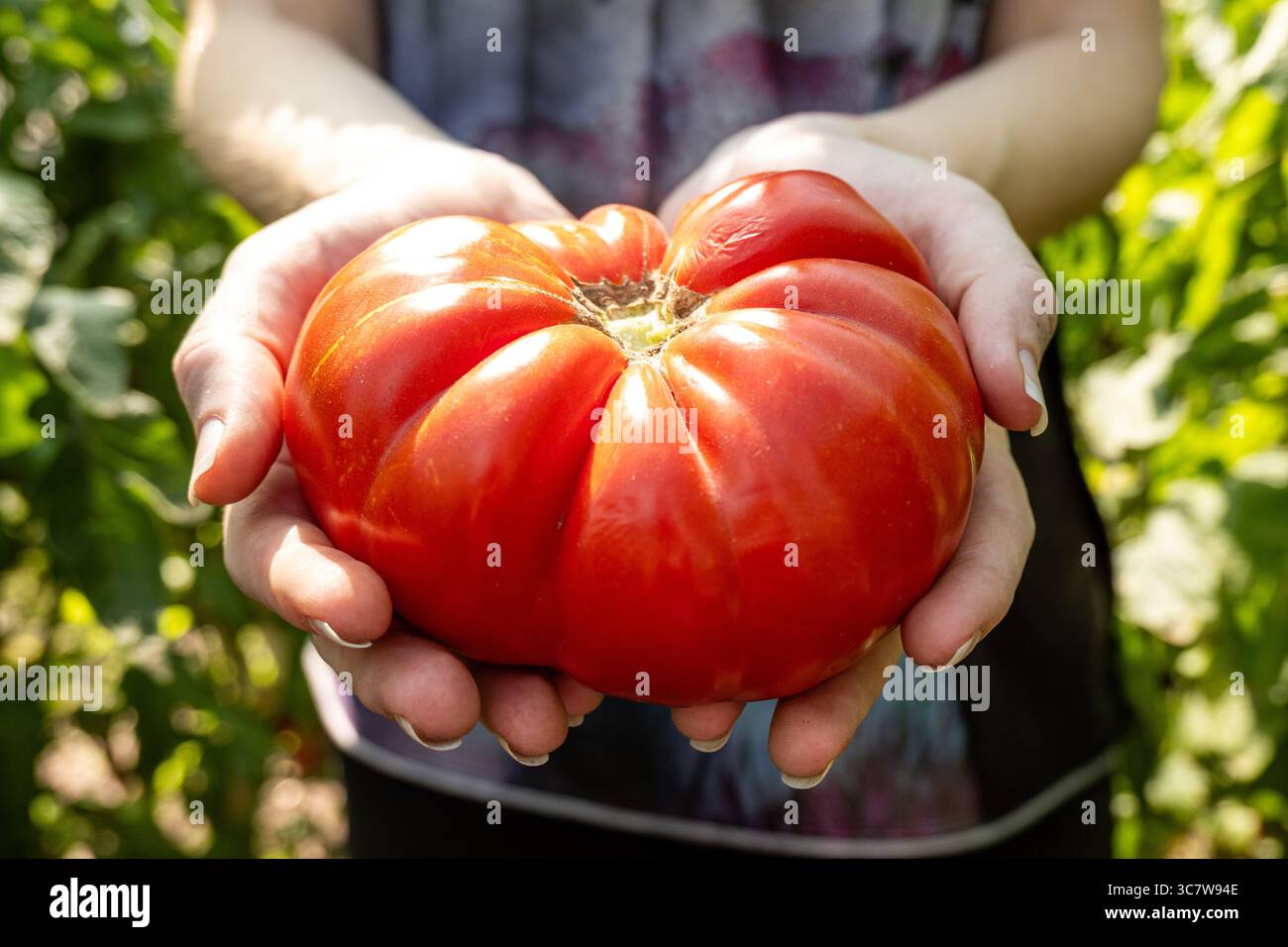 A huge, beautiful red tomato in a woman's hands. Harvesting in the ...