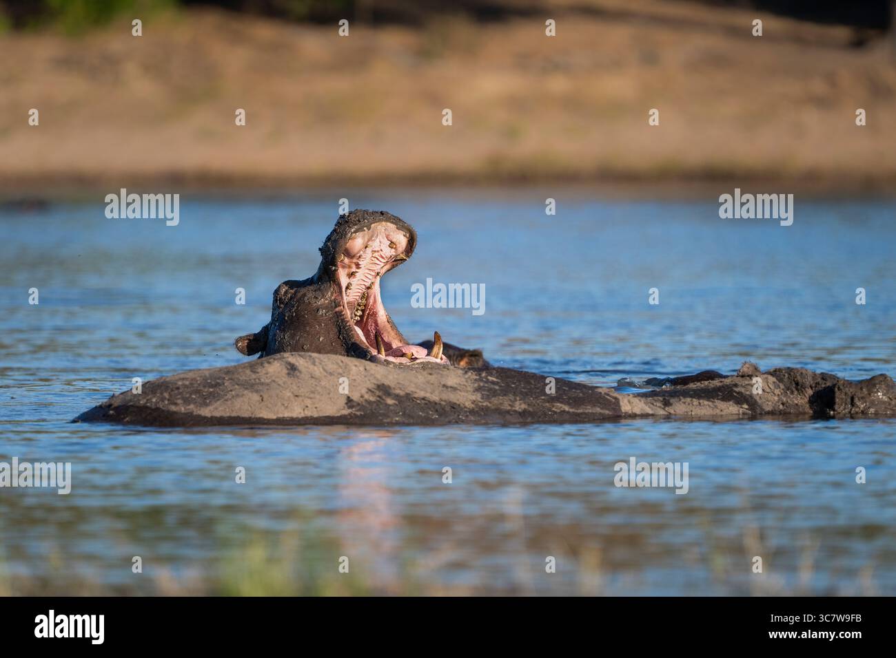 Hippopotamus yawn (Hippopotamus amphibious) behind its mother with wide ...