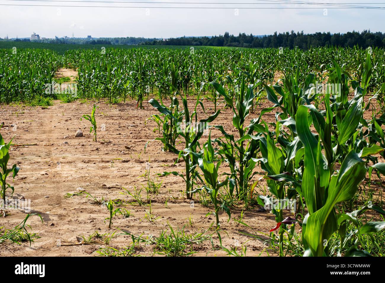Corn plants growing steadily in hi-res stock photography and images - Alamy