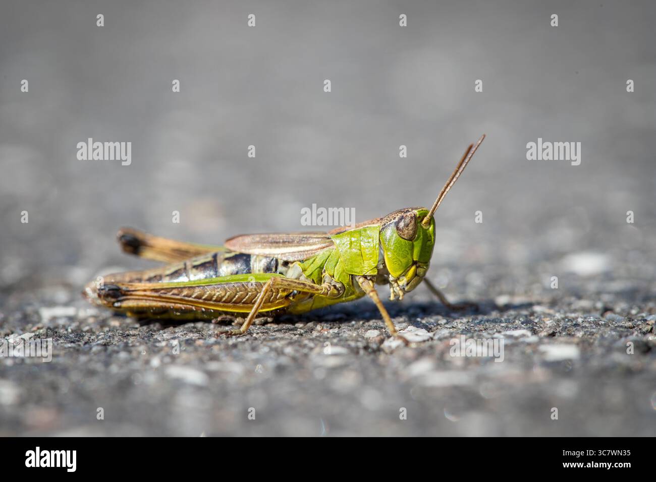 grasshopper sitting on asphalt in sharp sunlight in side view, copy ...