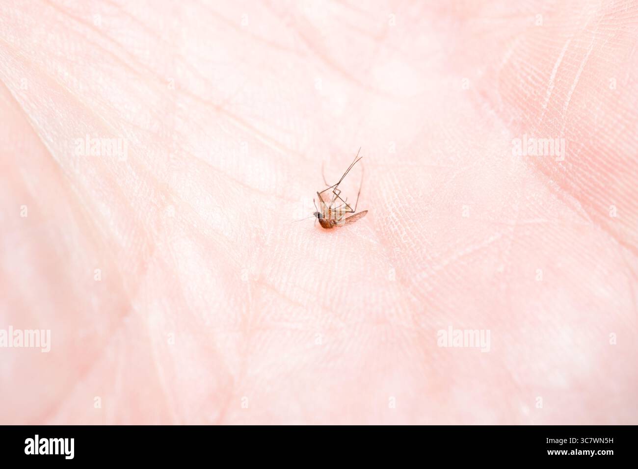 Dead mosquito in human hand hi-res stock photography and images - Alamy