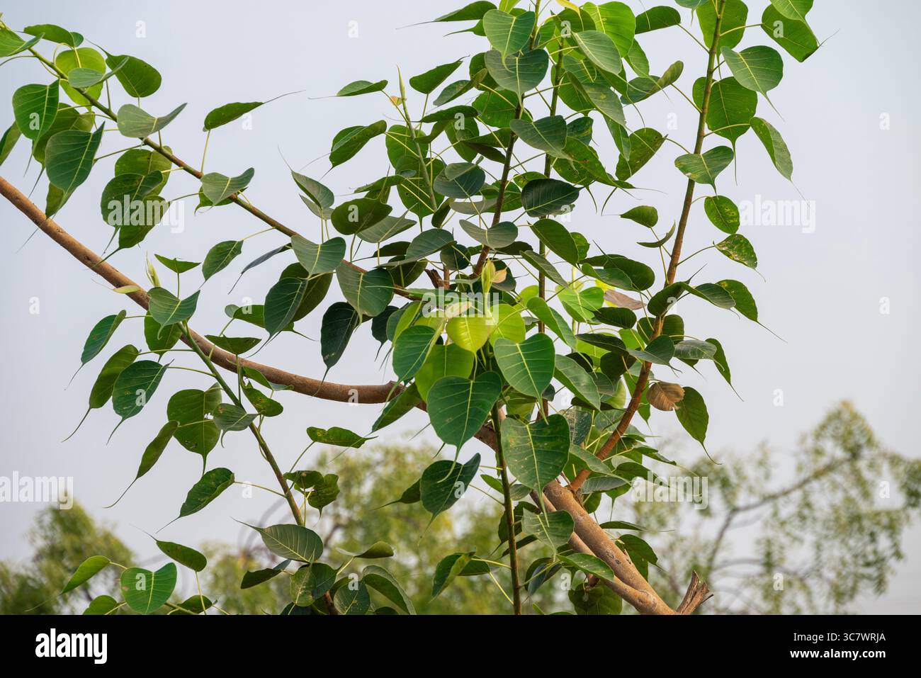 Close up of Sacred Fig Tree's leaves, Pipal Tree, Bohhi Tree, Bo Tree ...