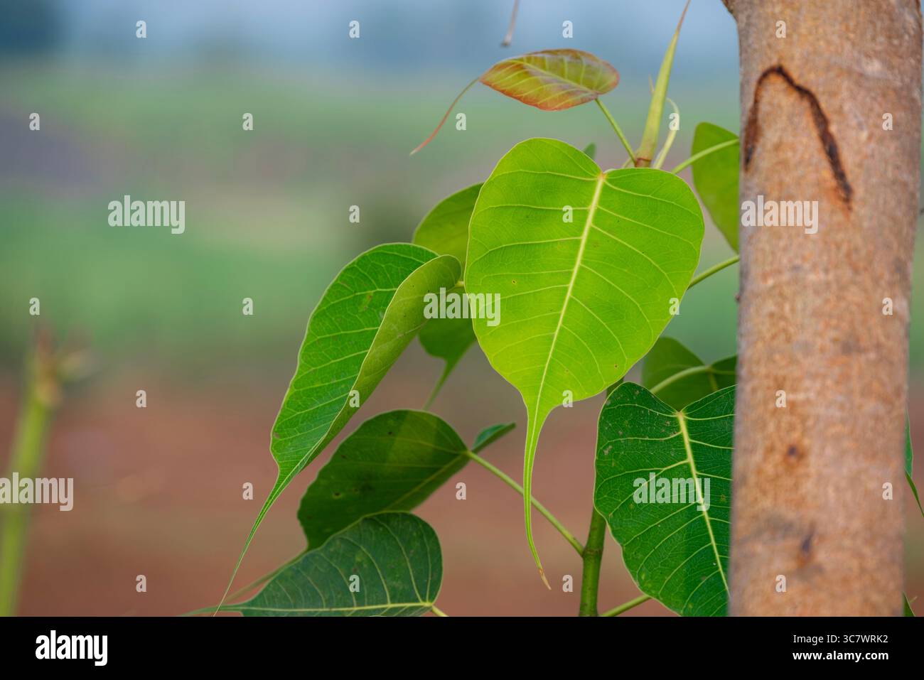Close up of Sacred Fig Tree's leaves, Pipal Tree, Bohhi Tree, Bo Tree ...