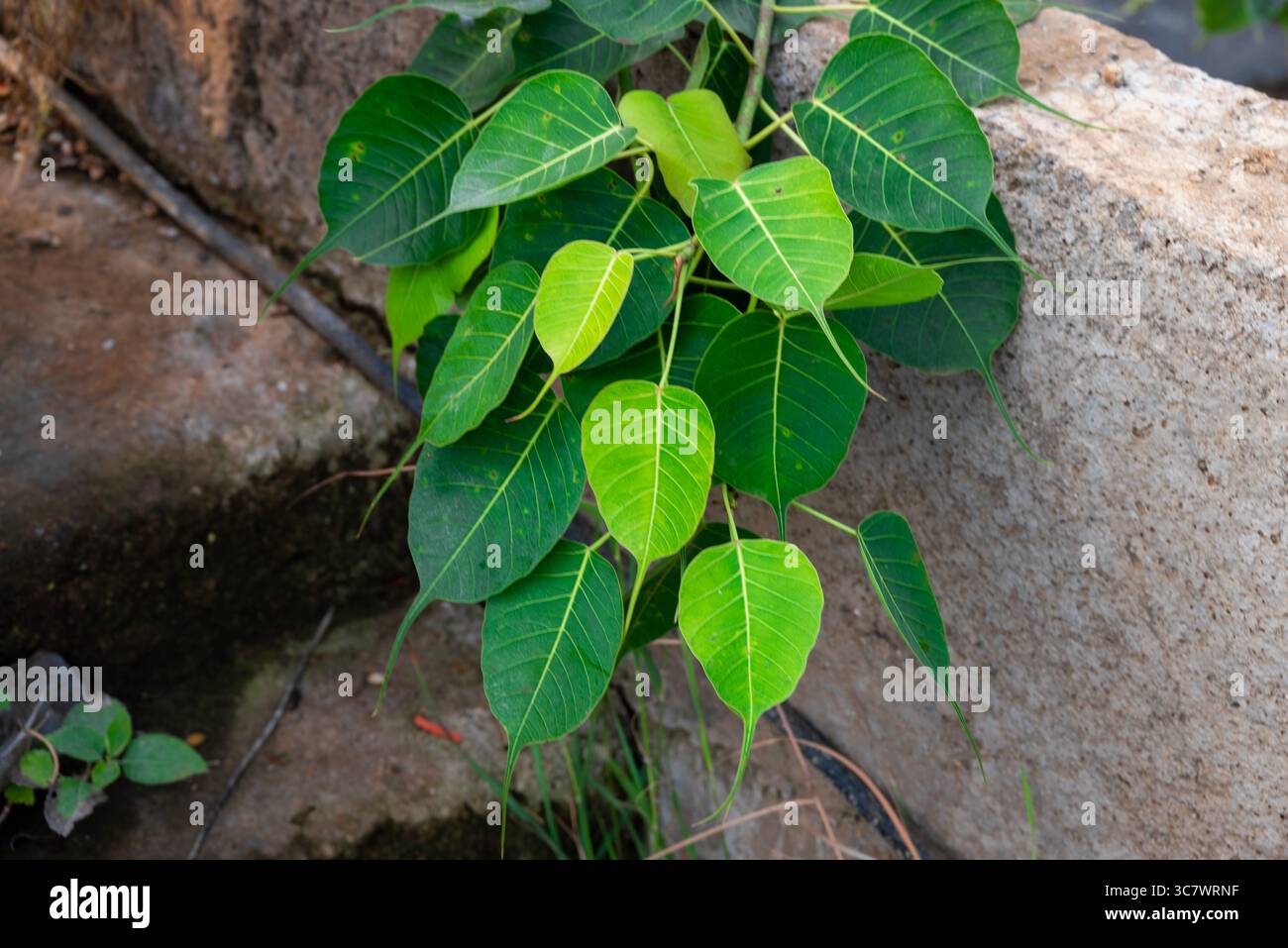 Close up of Sacred Fig Tree's leaves, Pipal Tree, Bohhi Tree, Bo Tree ...