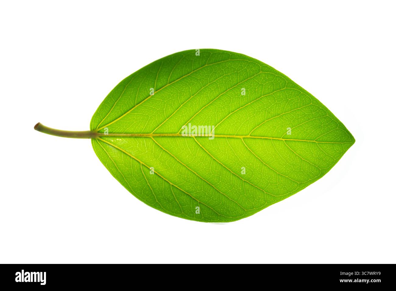 Banyan tree (Ficus benghalensis) leaves isolated on white background ...