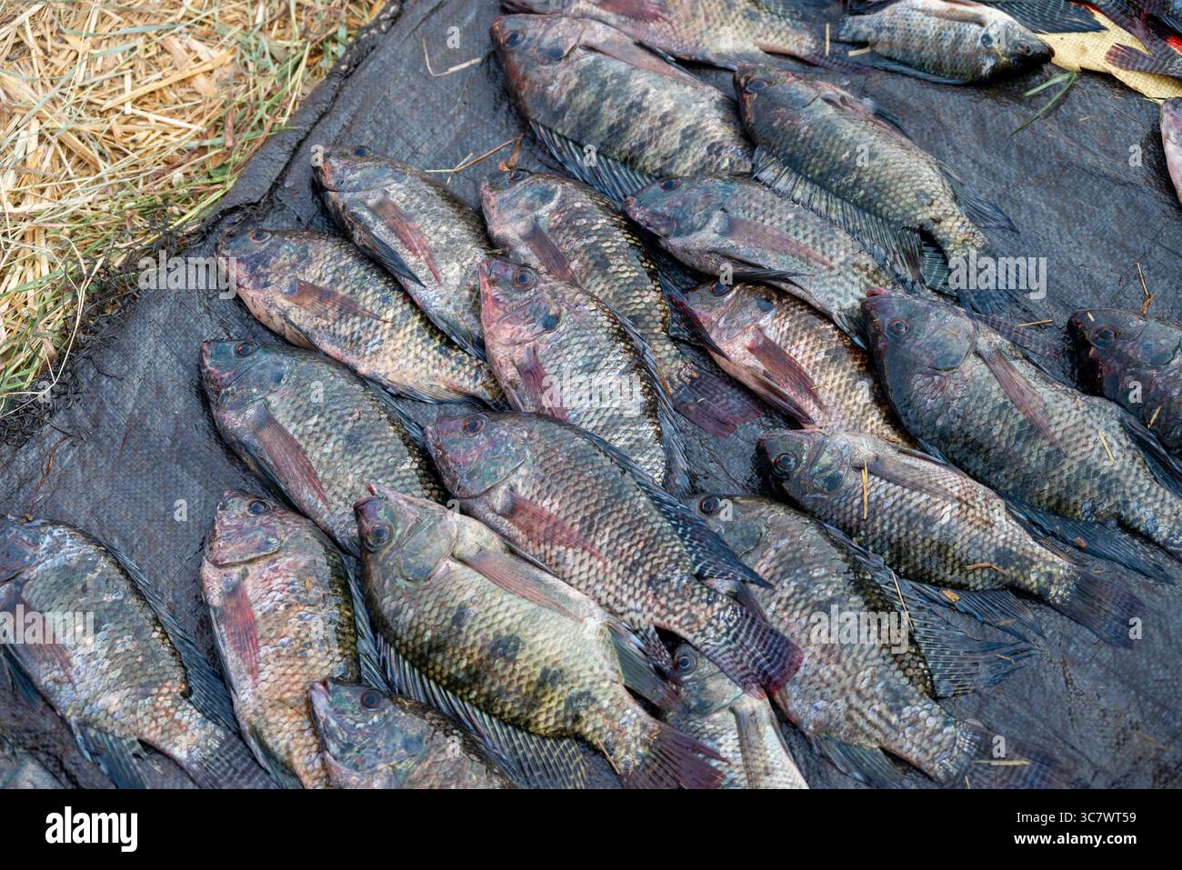 alive tilapia fishes for sale, life tilapia fish in supermarket Stock ...