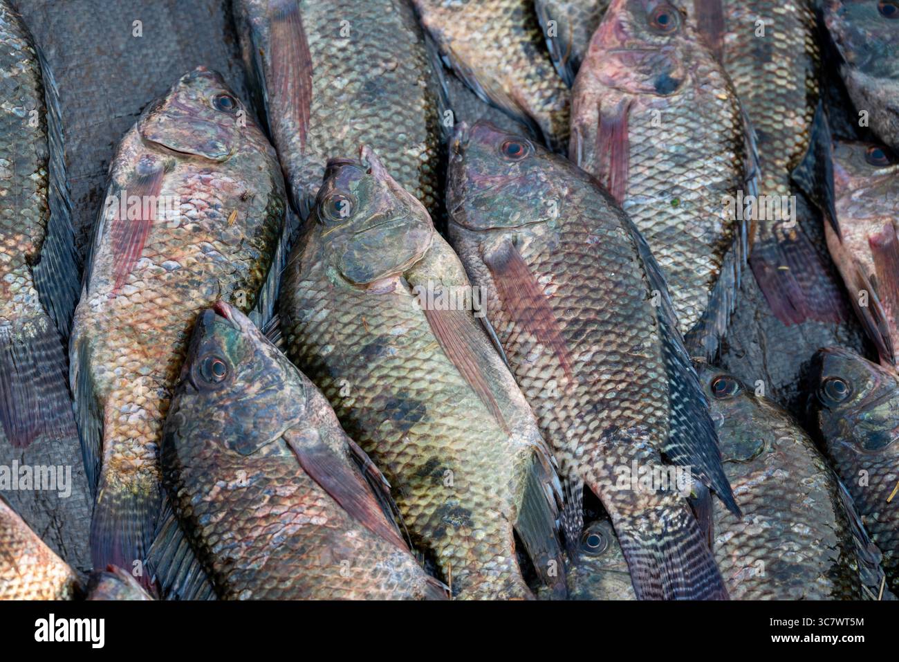 alive tilapia fishes for sale, life tilapia fish in supermarket Stock ...
