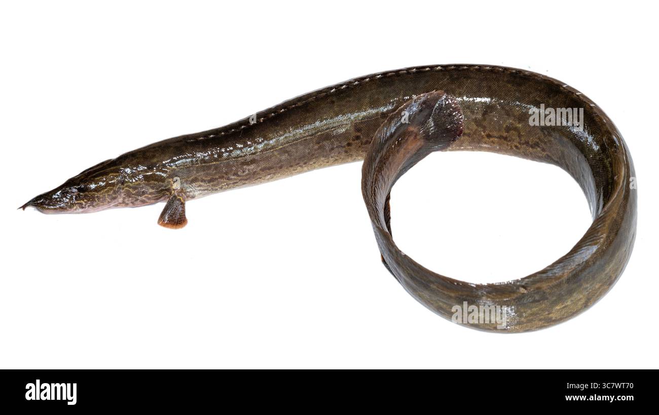 Anguilla bengalensis or Indian eel over white background Stock Photo ...