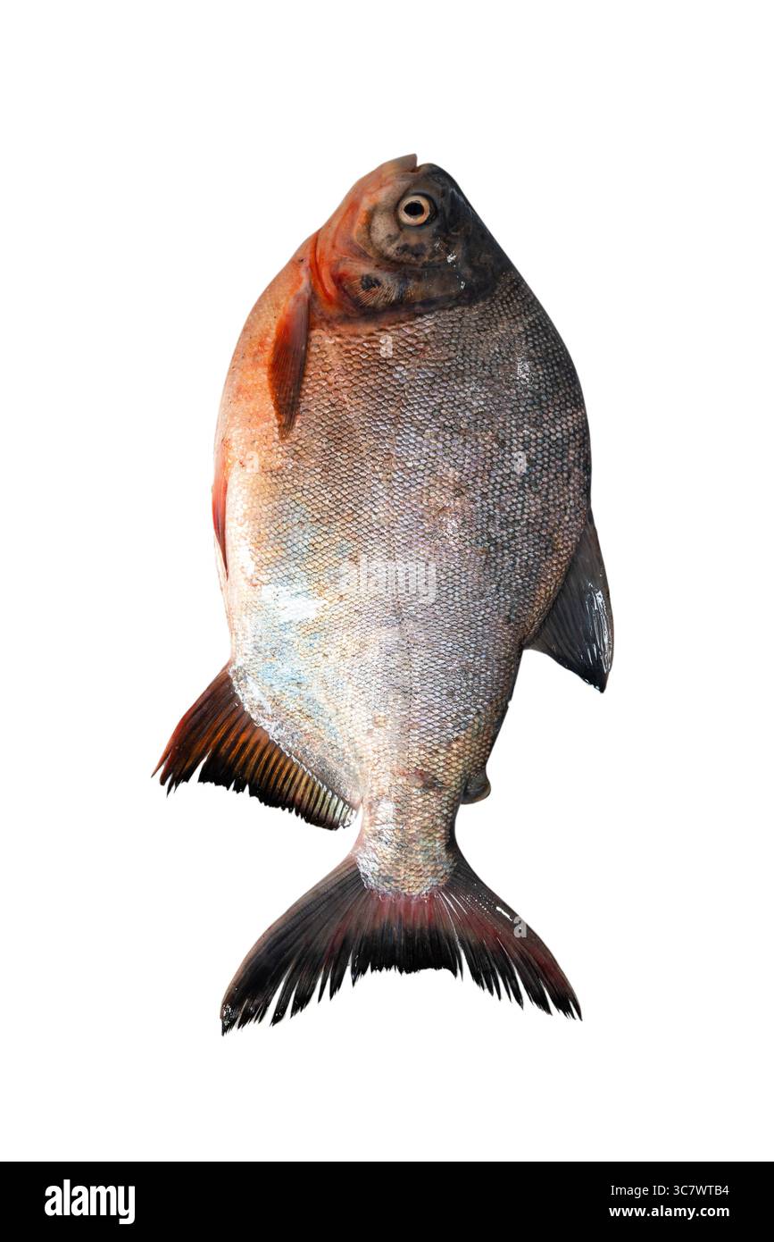 Roopchand fish or Chinese pomfret (Pampus chinensis) isolated on white ...