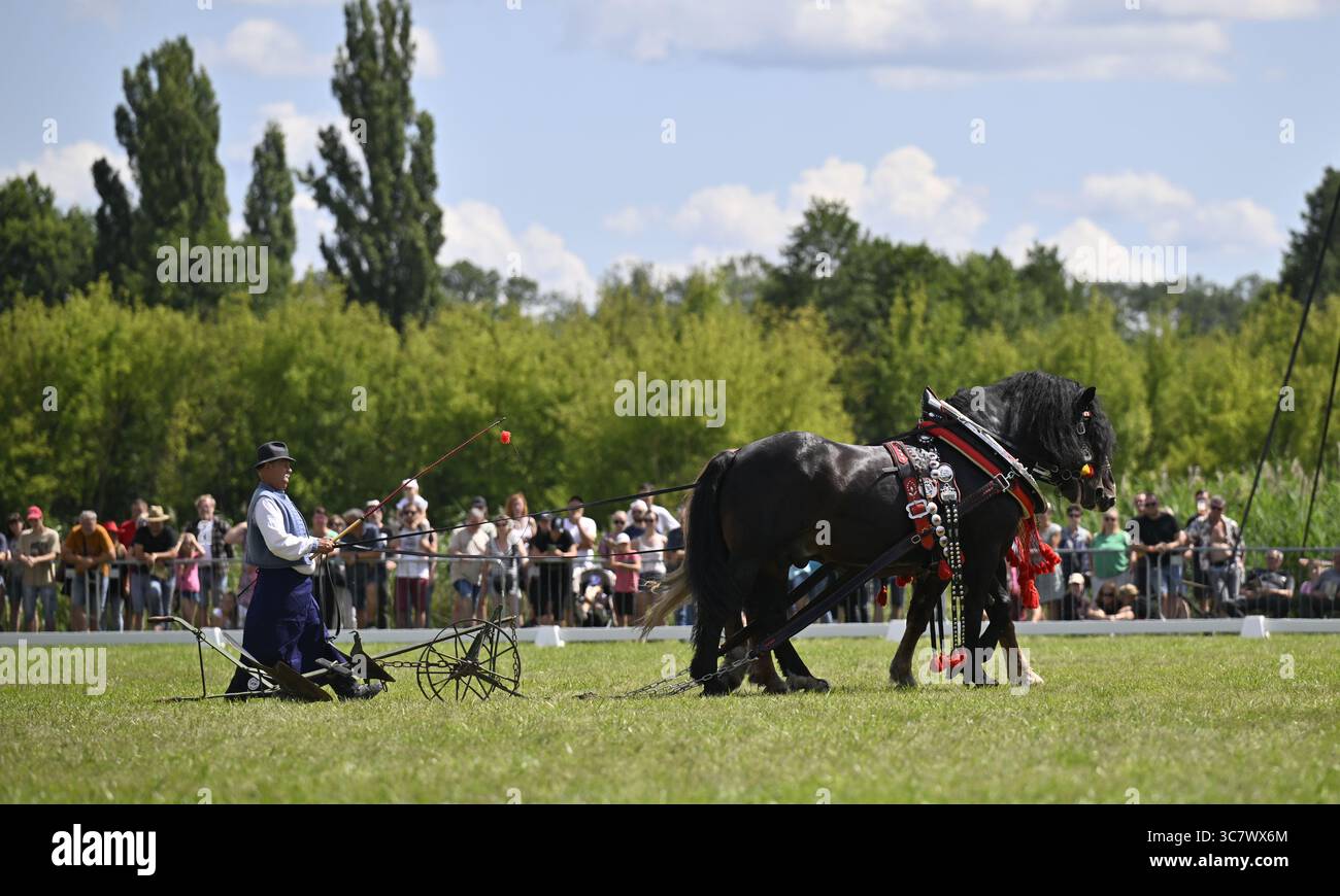 Equestrian and chariot demonstrations on the occasion of the ...