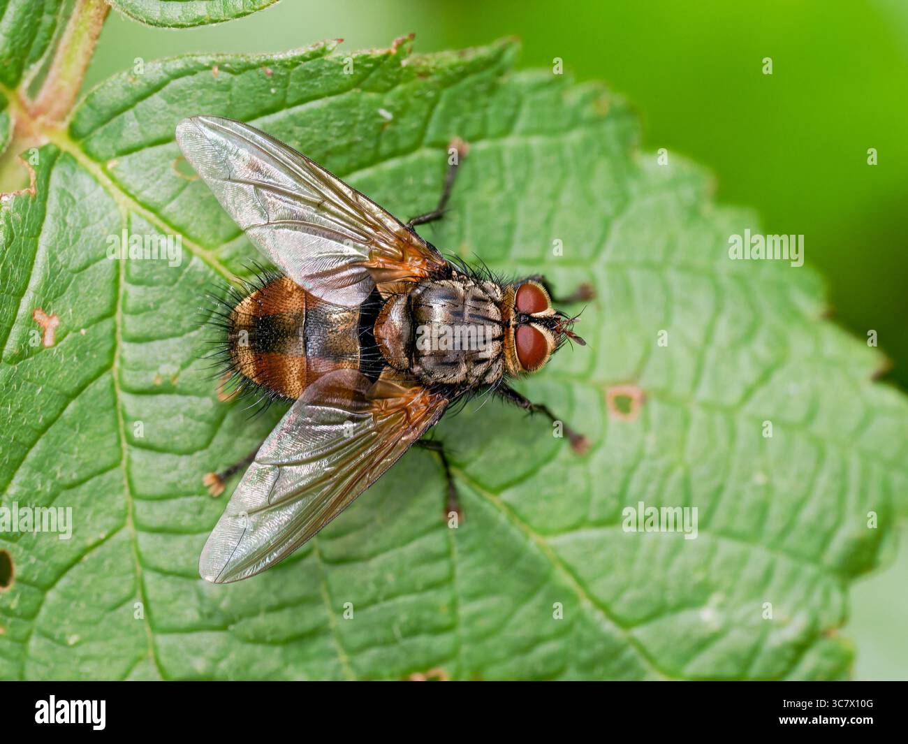 Macro close-up of Nemoraea pellucida, a tachinid fly from the family ...