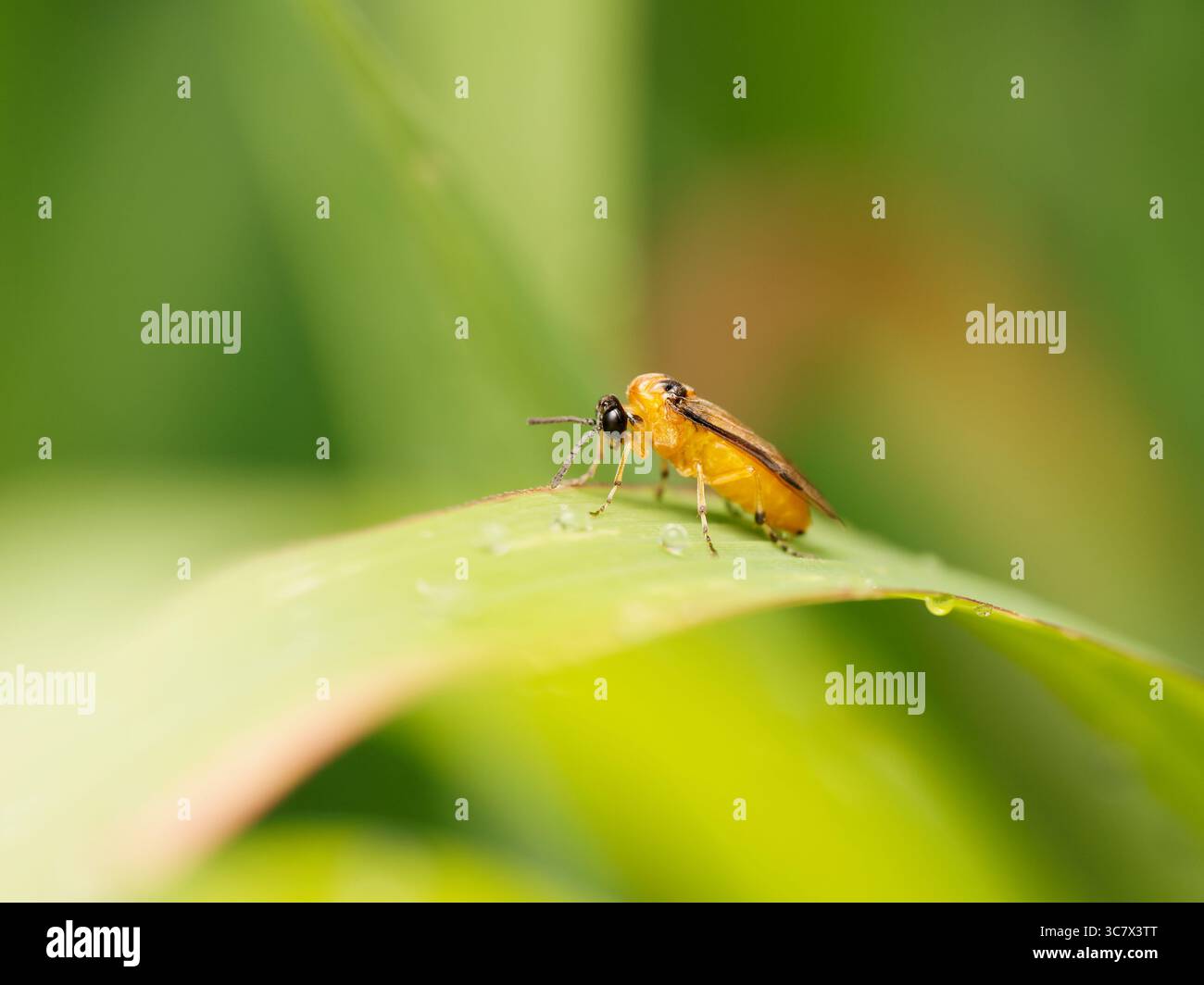 Athalia rosae, also known as the turnip sawfly, photographed in macro ...