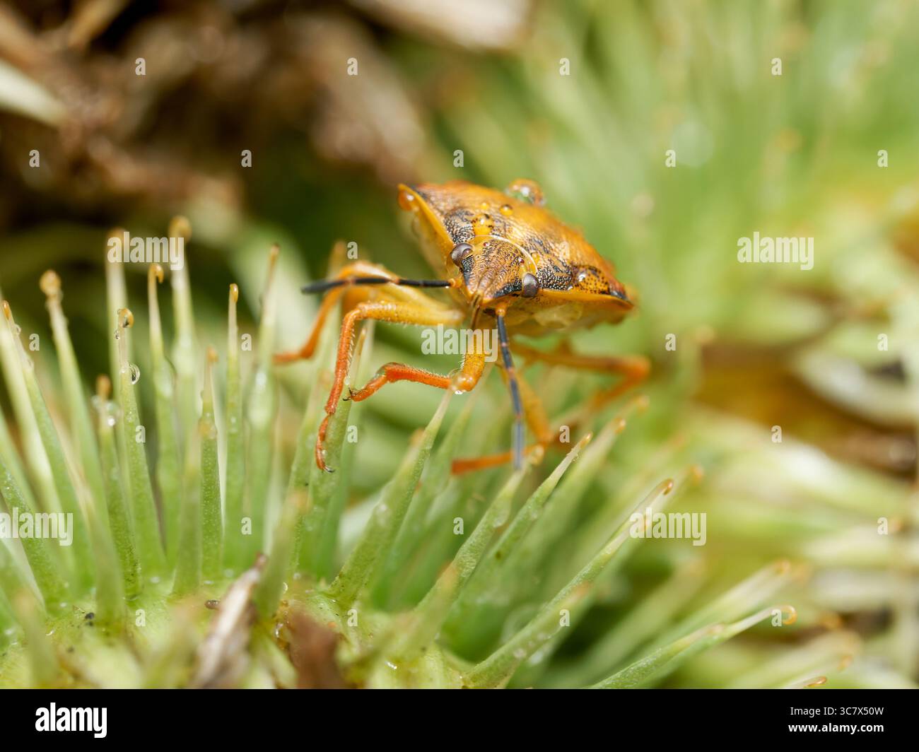 Macro frontal photograph of Carpocoris purpureipennis, a brightly ...