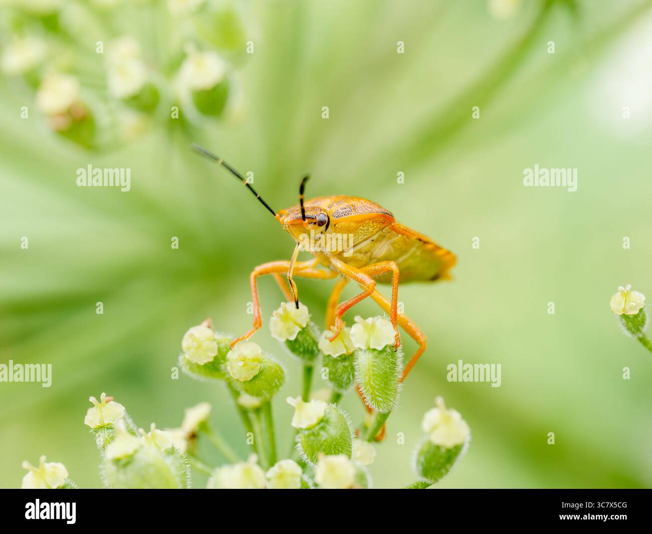 Macro frontal photograph of Carpocoris purpureipennis, a brightly ...